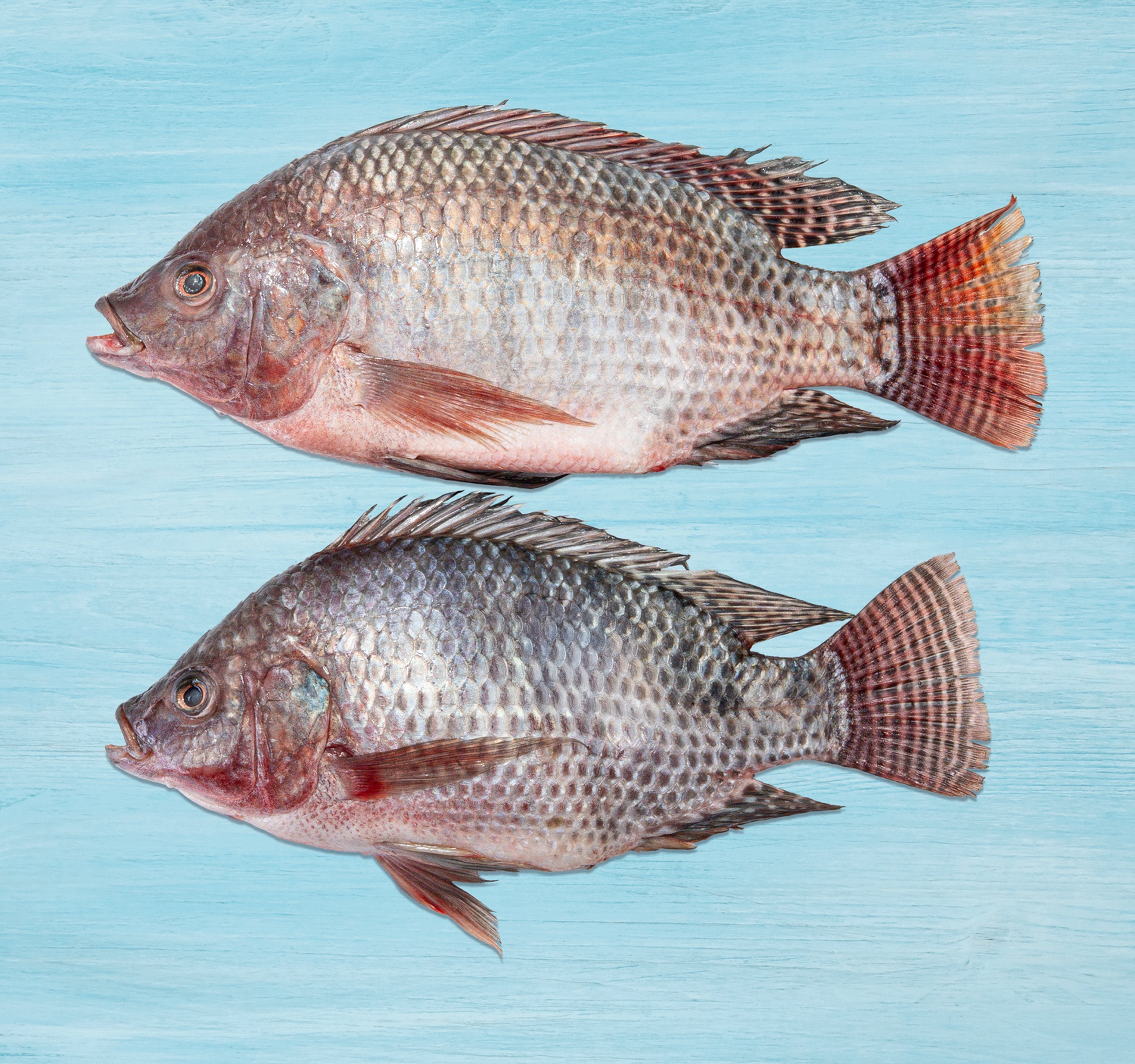 Fresh Tilapia Fish Whole Cleaned 1 kg – Shefs